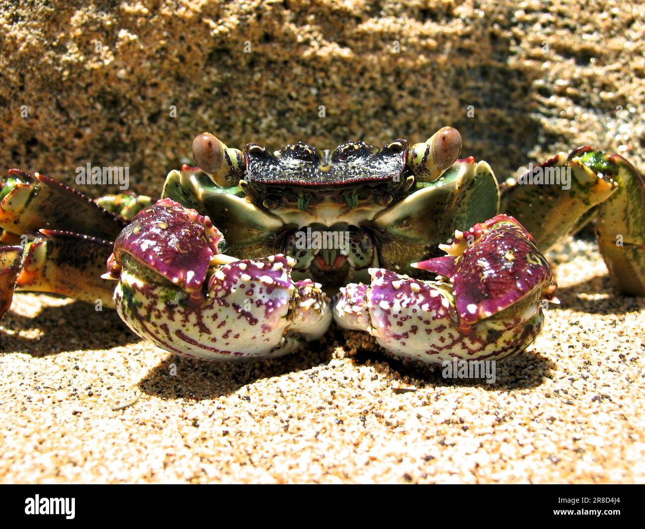 Guardian green crab, Polynesian grapseed crab (Pachygrapsus ...