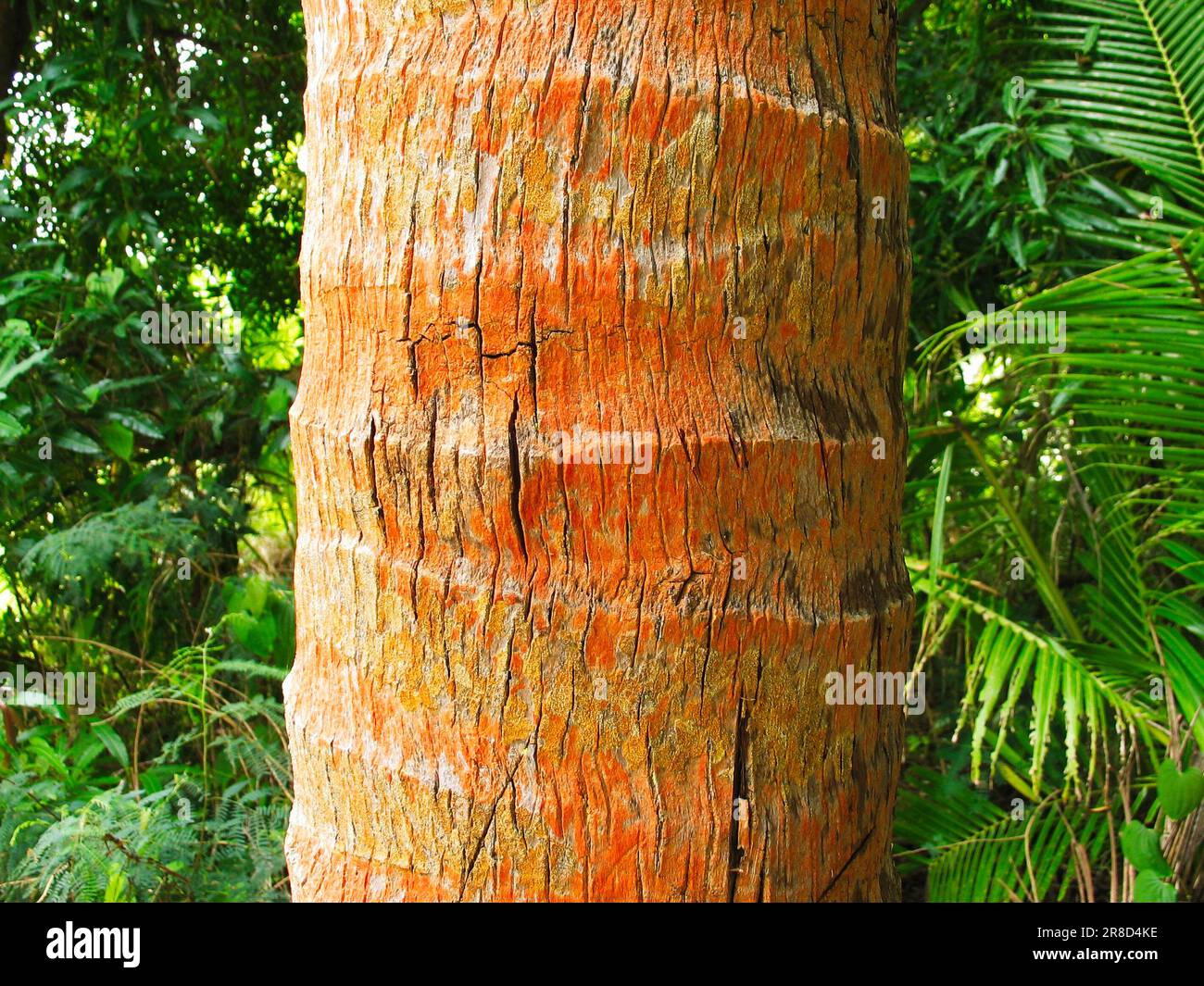 Trunk of a coconut palm, visible orange red fibers and scars left by ...