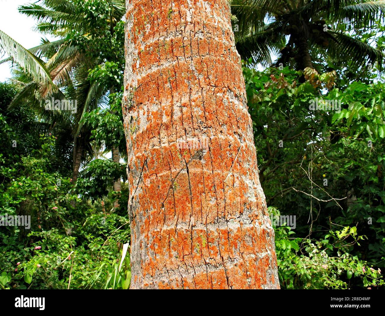 Bark of a coconut palm, orange red fibers and scars made during copra ...