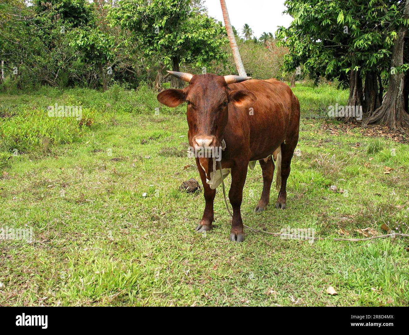 A cow in paradise, brown cow on a Tonga island Stock Photo - Alamy