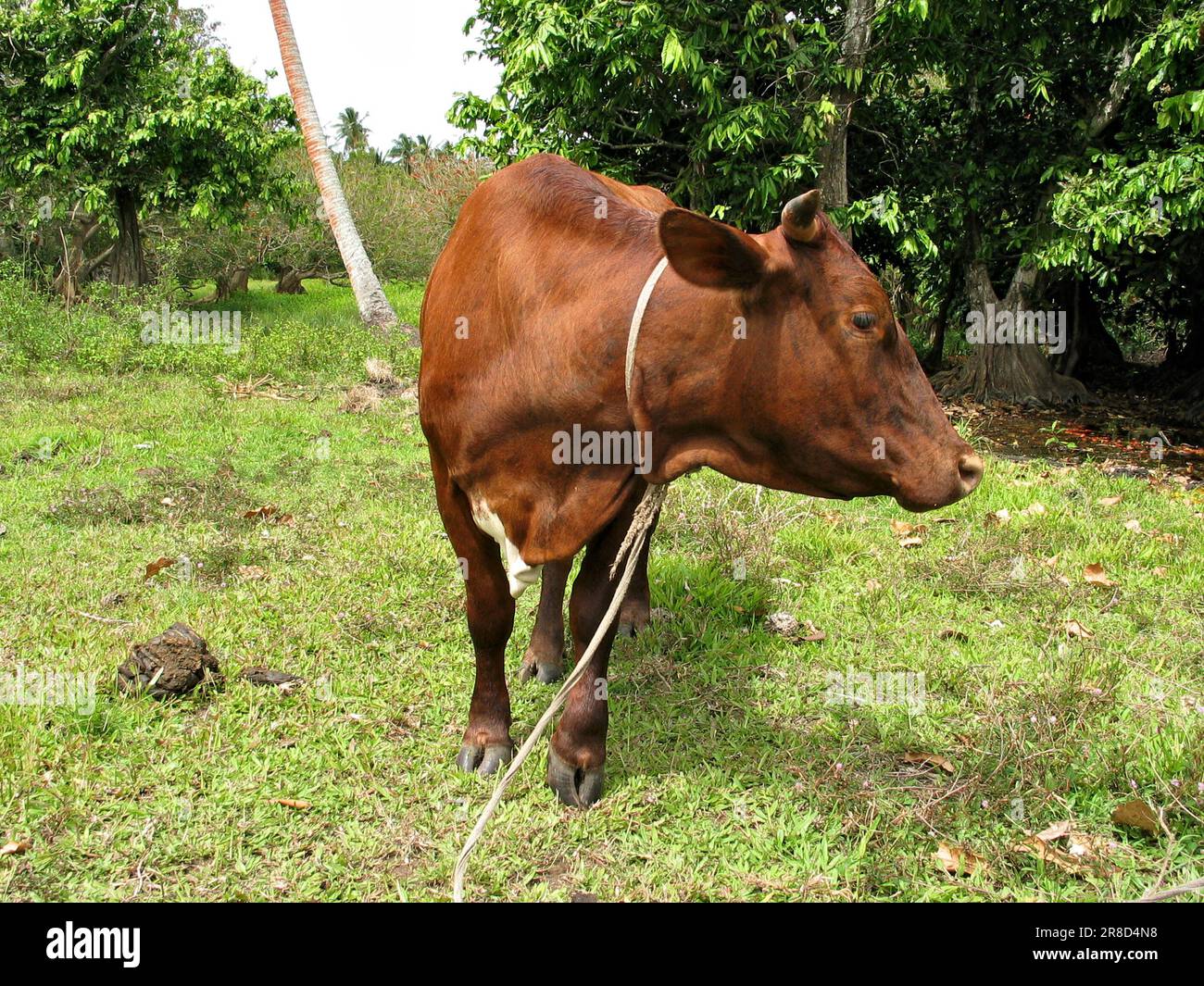 Tonga islands hi-res stock photography and images - Alamy