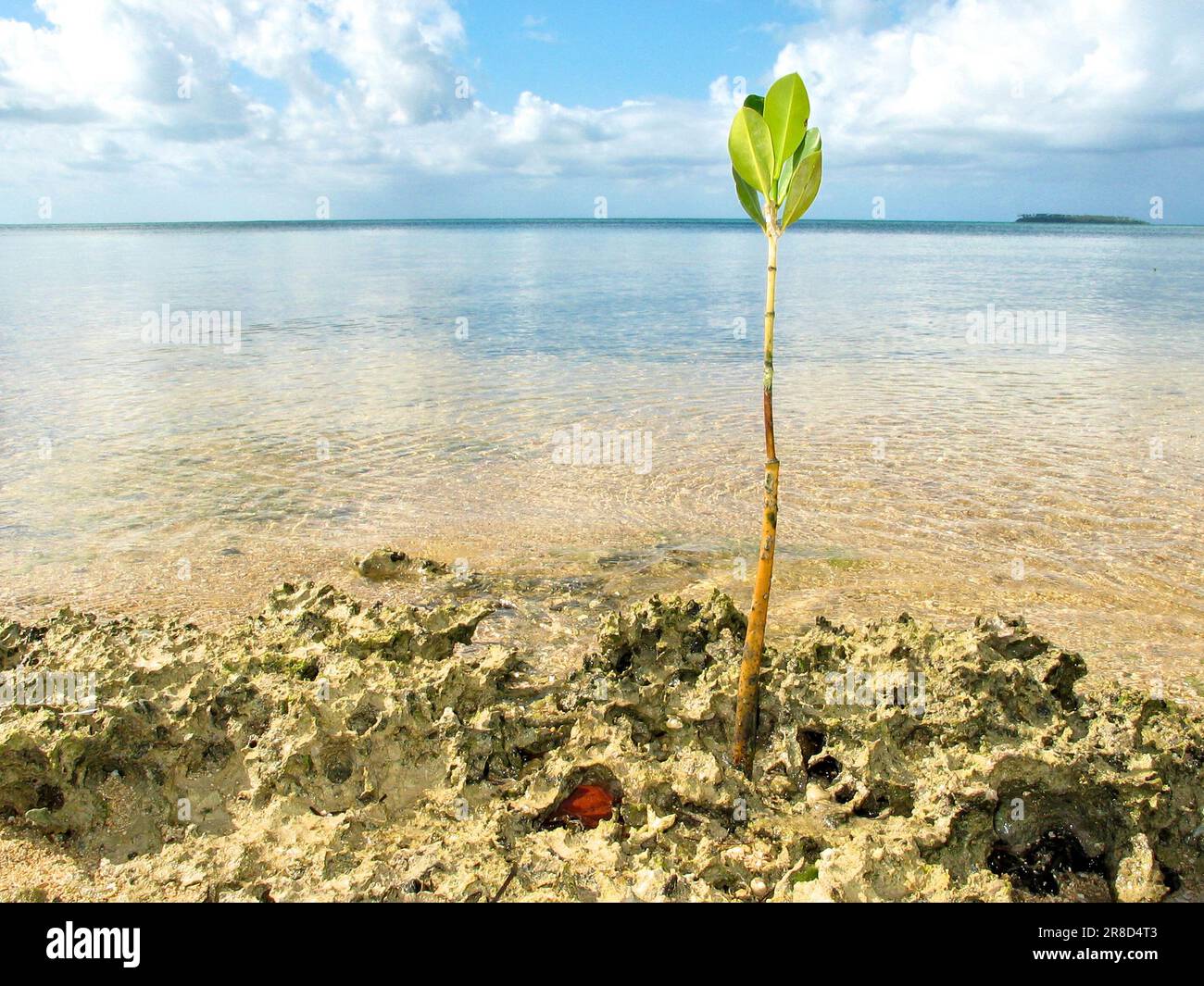 Important essential environment hi-res stock photography and images - Alamy