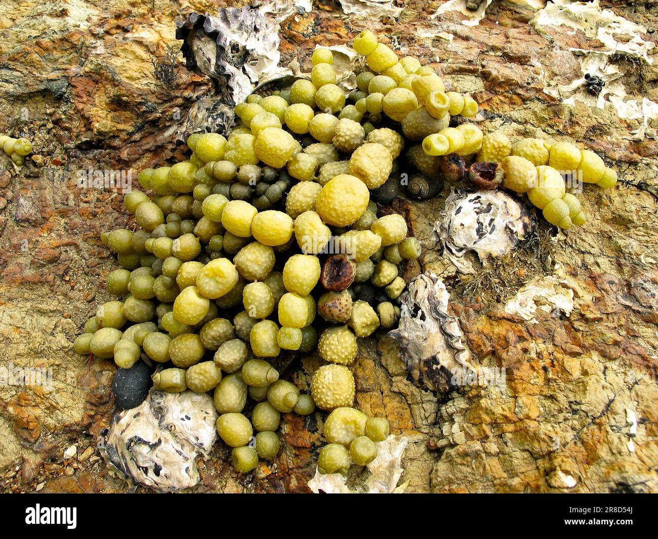 Sea grape / Neptune's necklace (Hormosira banksii), native New Zealand ...