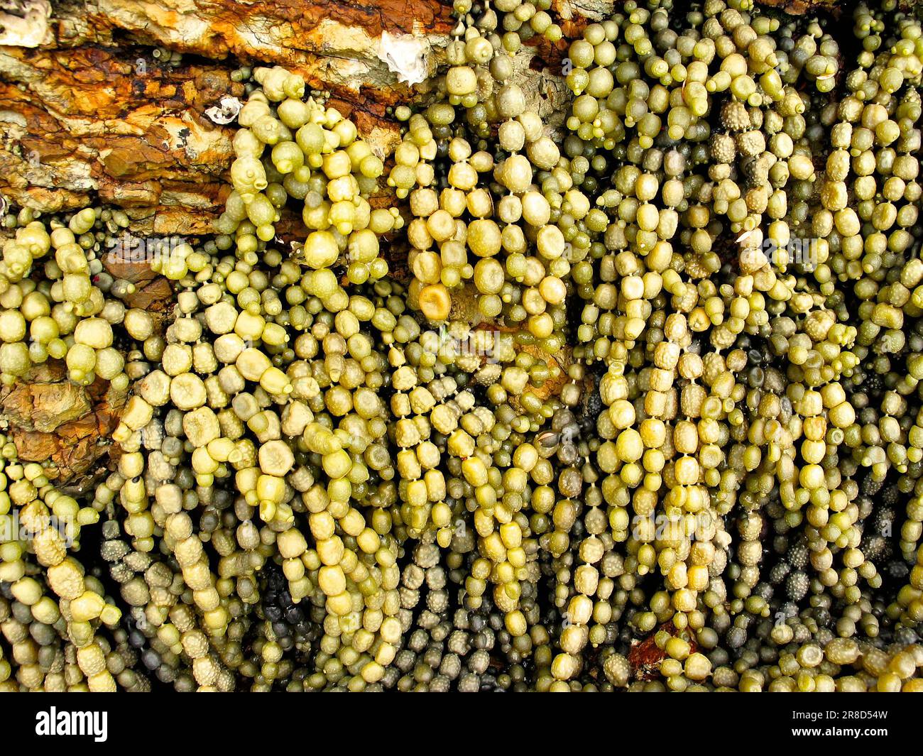 Neptunes necklace hi-res stock photography and images - Alamy