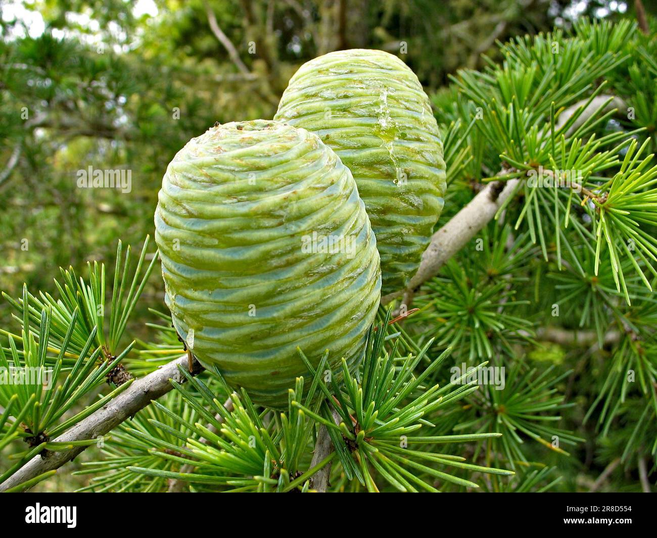 Green cones of Himalayan cedar (Cedrus deodara), nature of Himalayas ...