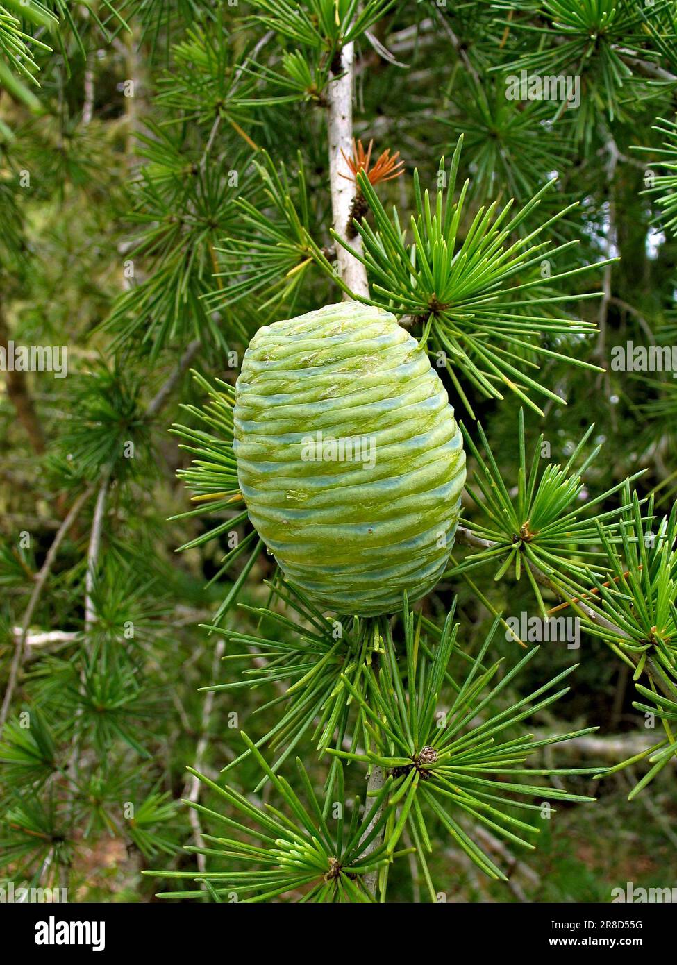 Cedrus deodara, cone of Himalayan cedar, holy tree of Hindu religion ...
