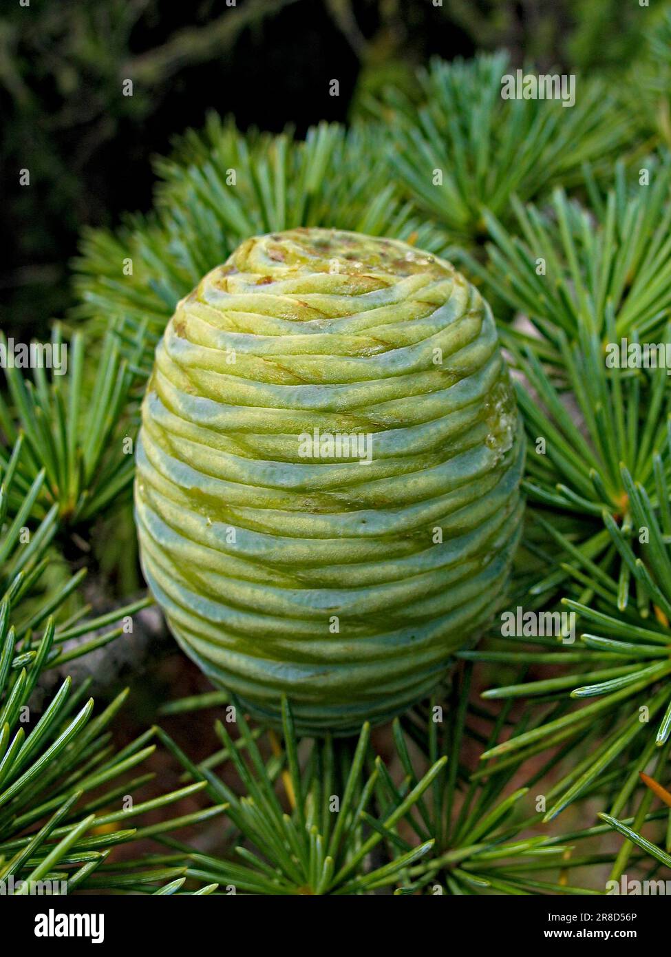 Cone of Himalayan cedar (Cedrus deodara), close view Stock Photo - Alamy