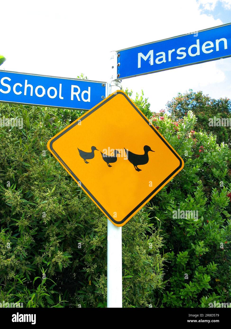 Funny road sign in New Zealand, beware of ducks Stock Photo - Alamy