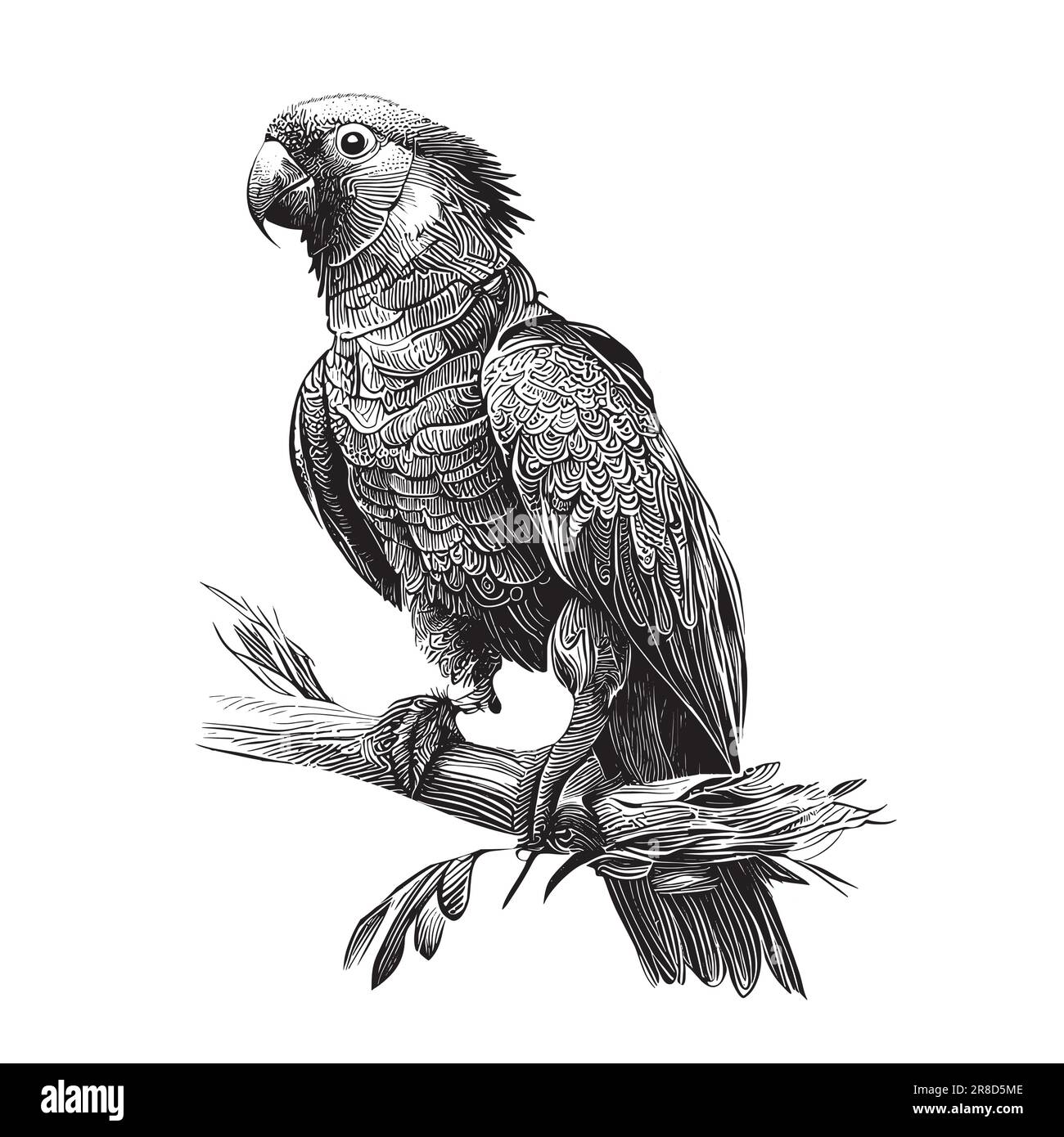 Parrot sitting hand drawn sketch Vector illustration Birds Stock Vector ...