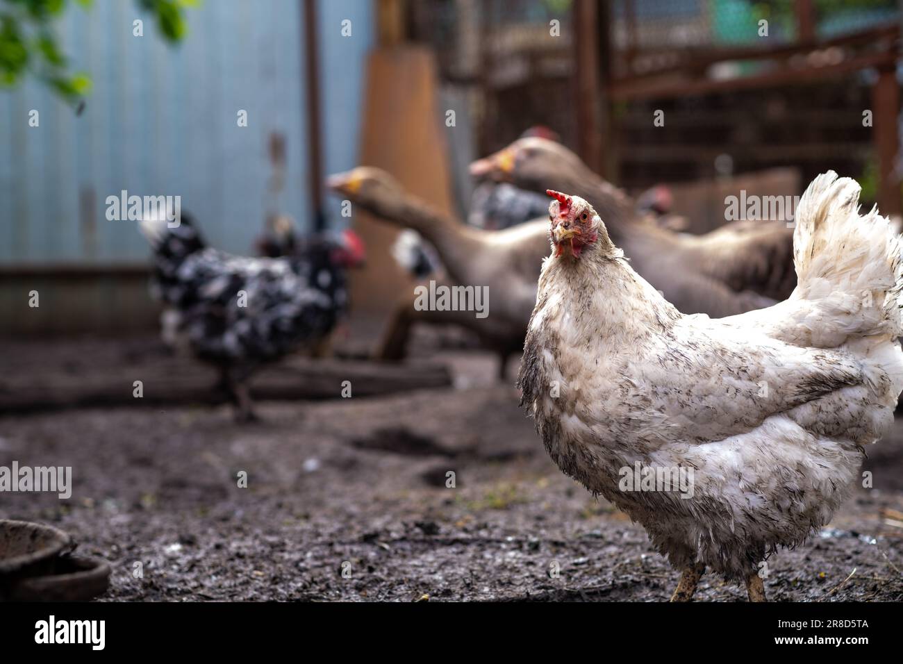 chickens on the traditional free range poultry farm in the village ...