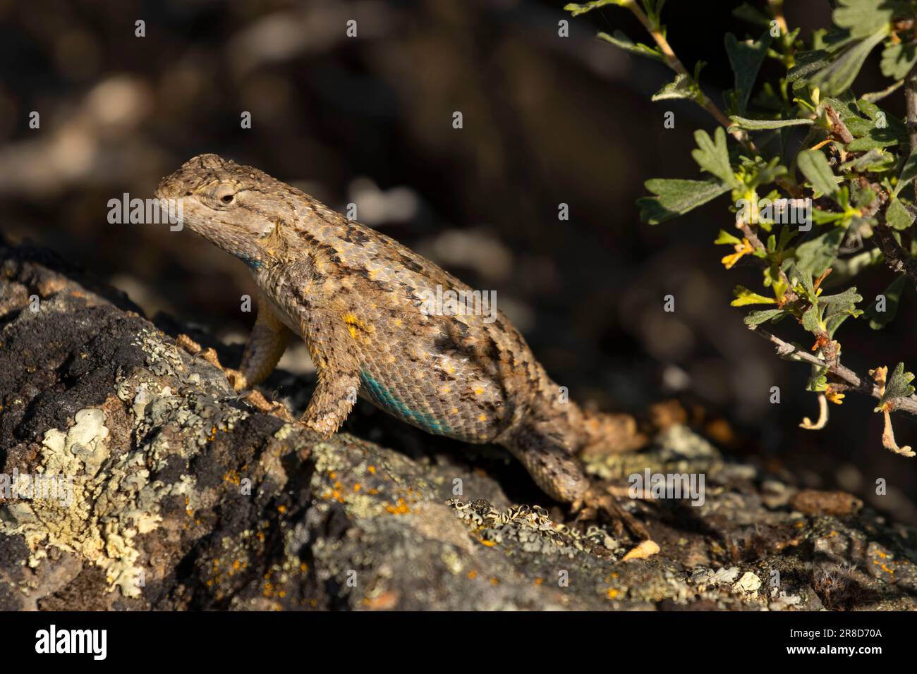 Western fence lizard (Sceloporus occidentalis), Deschutes Wild and ...
