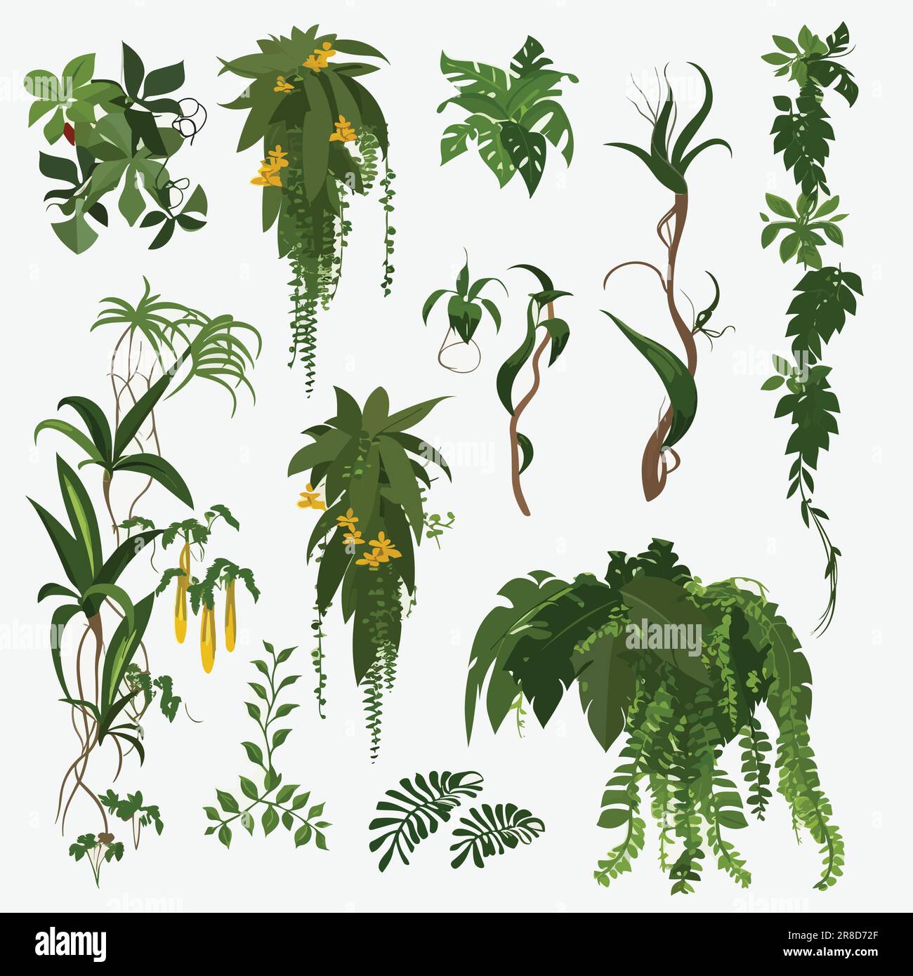 Tropical forest vines Stock Vector Images - Alamy