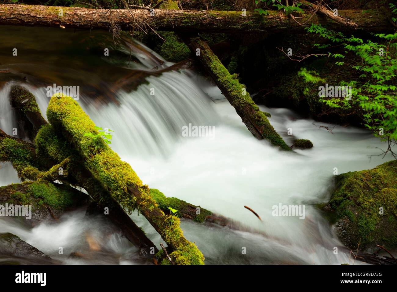 Little Zig Zag River along Little Zigzag Falls Trail, Mt Hood National ...