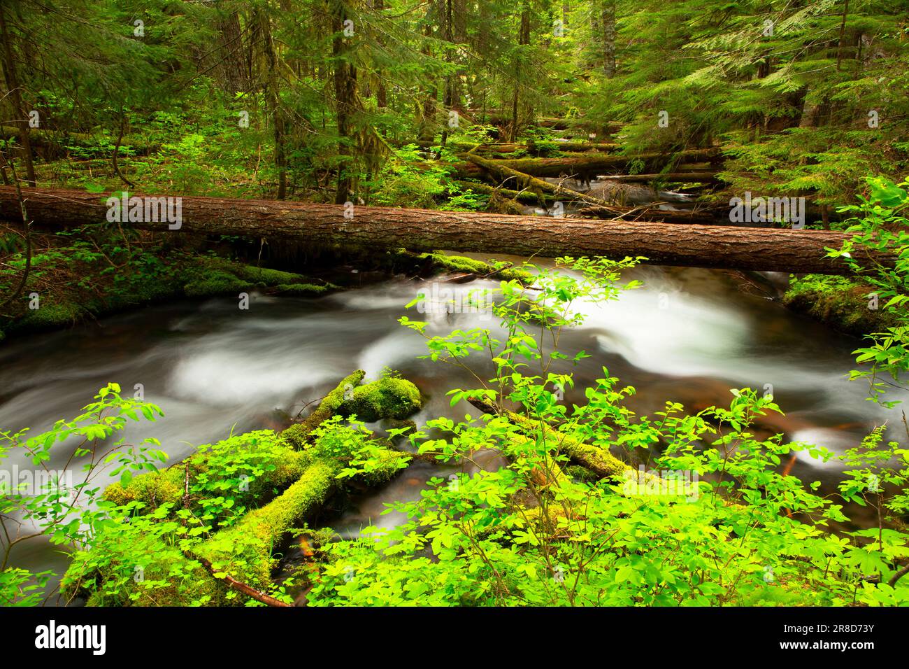 Little Zig Zag River along Little Zigzag Falls Trail, Mt Hood National ...
