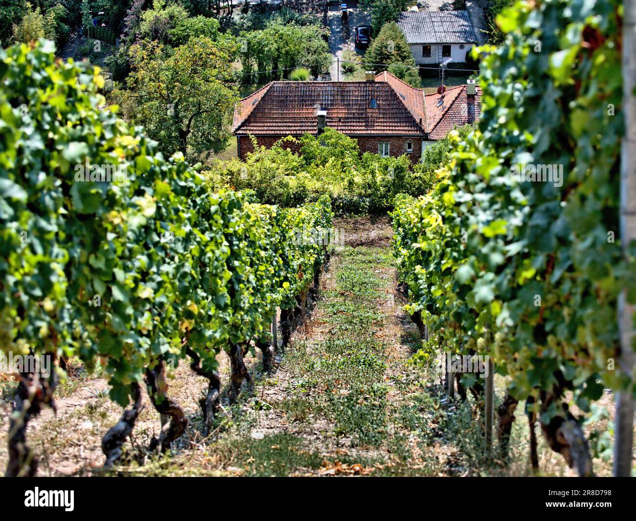 An old vineyard in Europe Stock Photo - Alamy