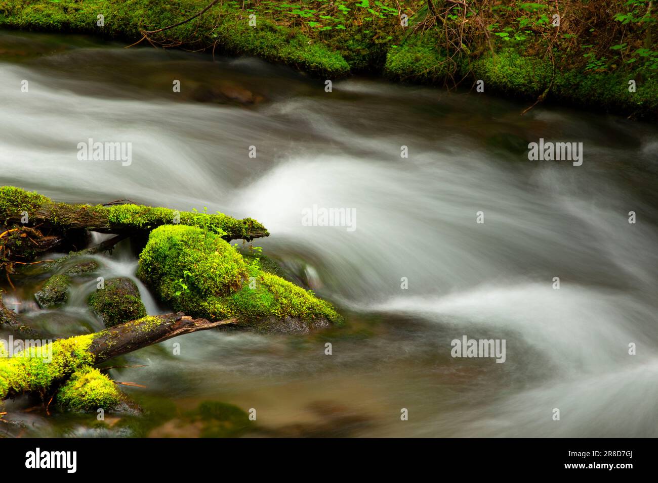 Club moss along Little Zigzag Falls Trail, Mt Hood National Forest ...