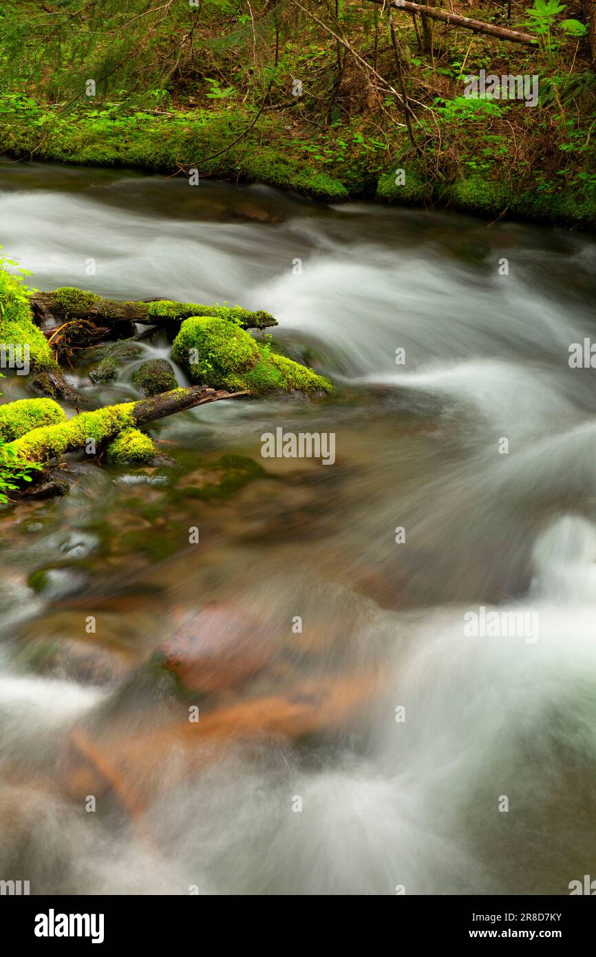 Club moss along Little Zigzag Falls Trail, Mt Hood National Forest ...