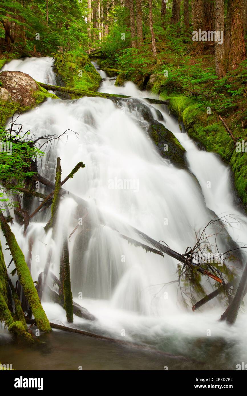 Little Zigzag Falls, Mt Hood National Forest, Oregon Stock Photo - Alamy