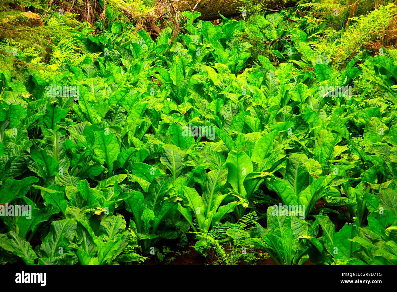Western skunk cabbage (Lysichiton americanus), Mt Hood National Forest ...