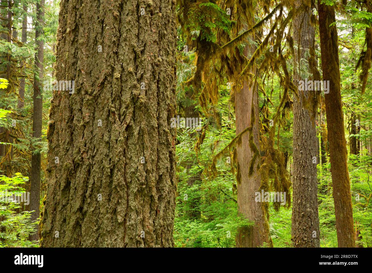 Douglas fir old growth forest, Mt Hood National Forest, Oregon Stock ...
