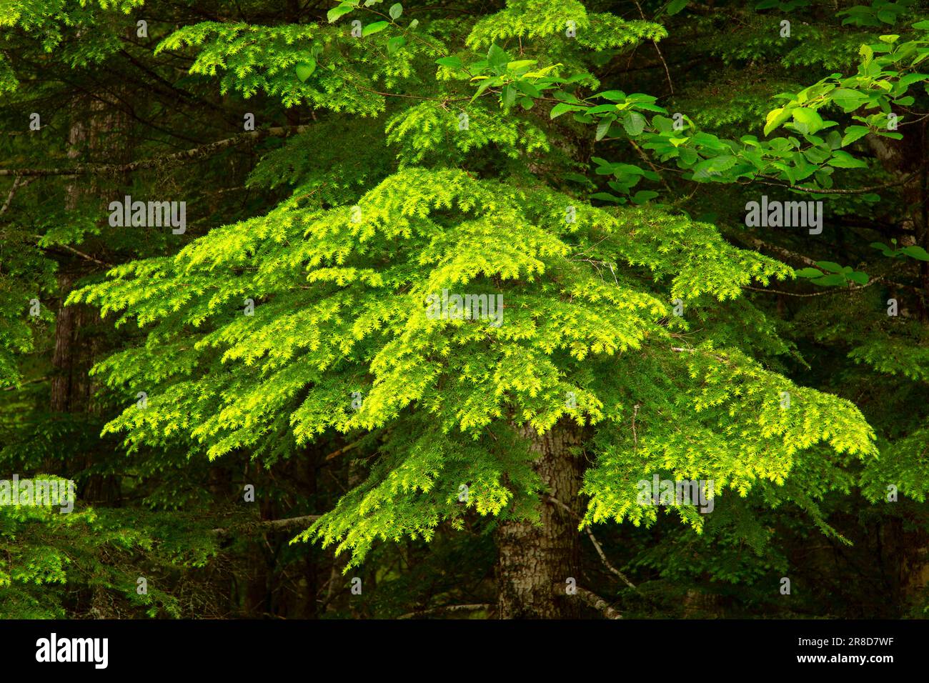 Western hemlock (Tsuga heterophylla) branches along Lost Creek Nature ...
