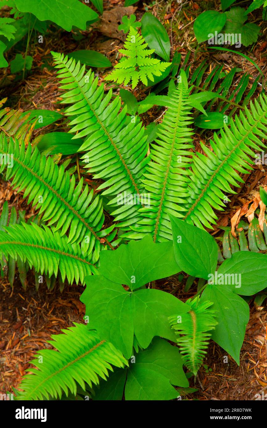 Western sword fern (Polystichum munitum) with Vanilla leaf (Achlys ...