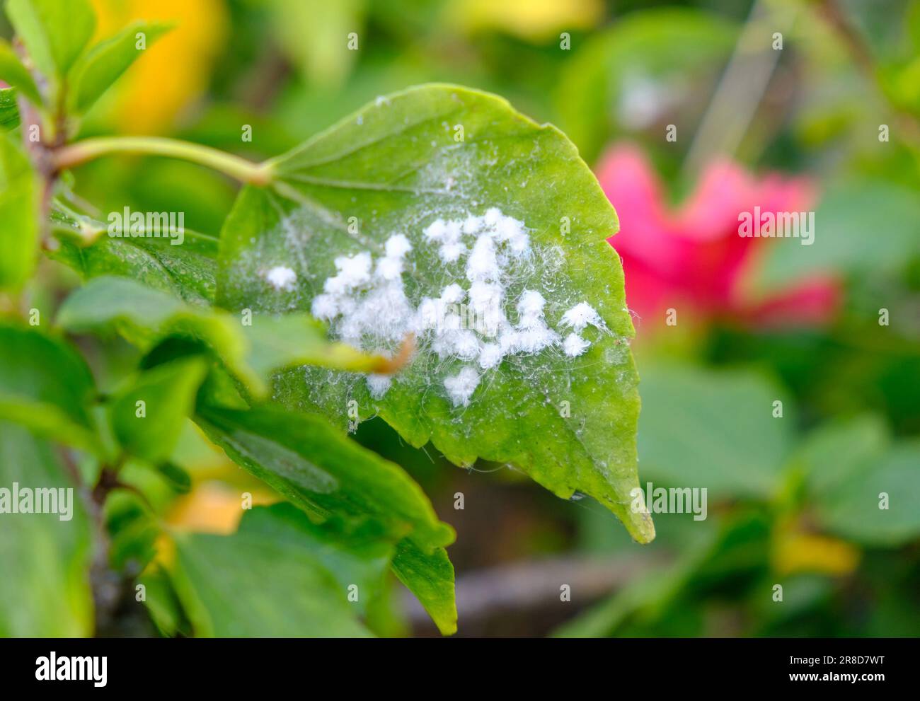 plant pest bug insects on a leaf damage gardening Stock Photo - Alamy