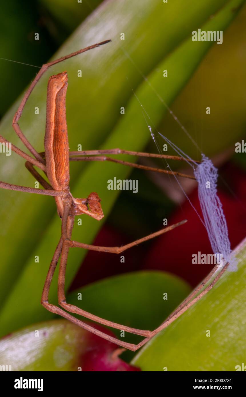 Rufous Net-Casting Spider, Deinopsis subrufa Stock Photo - Alamy