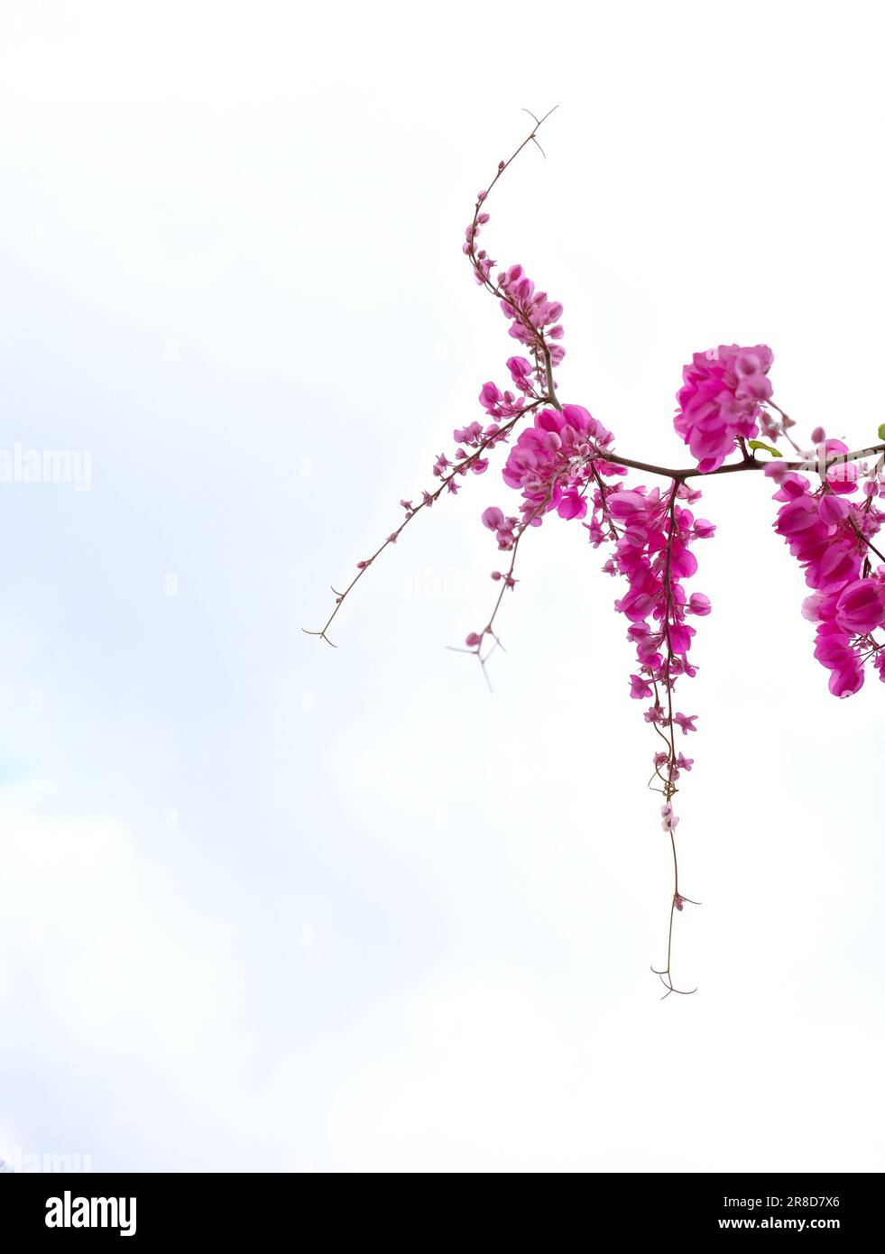 beautiful pink flowers on a perfect white background Stock Photo - Alamy