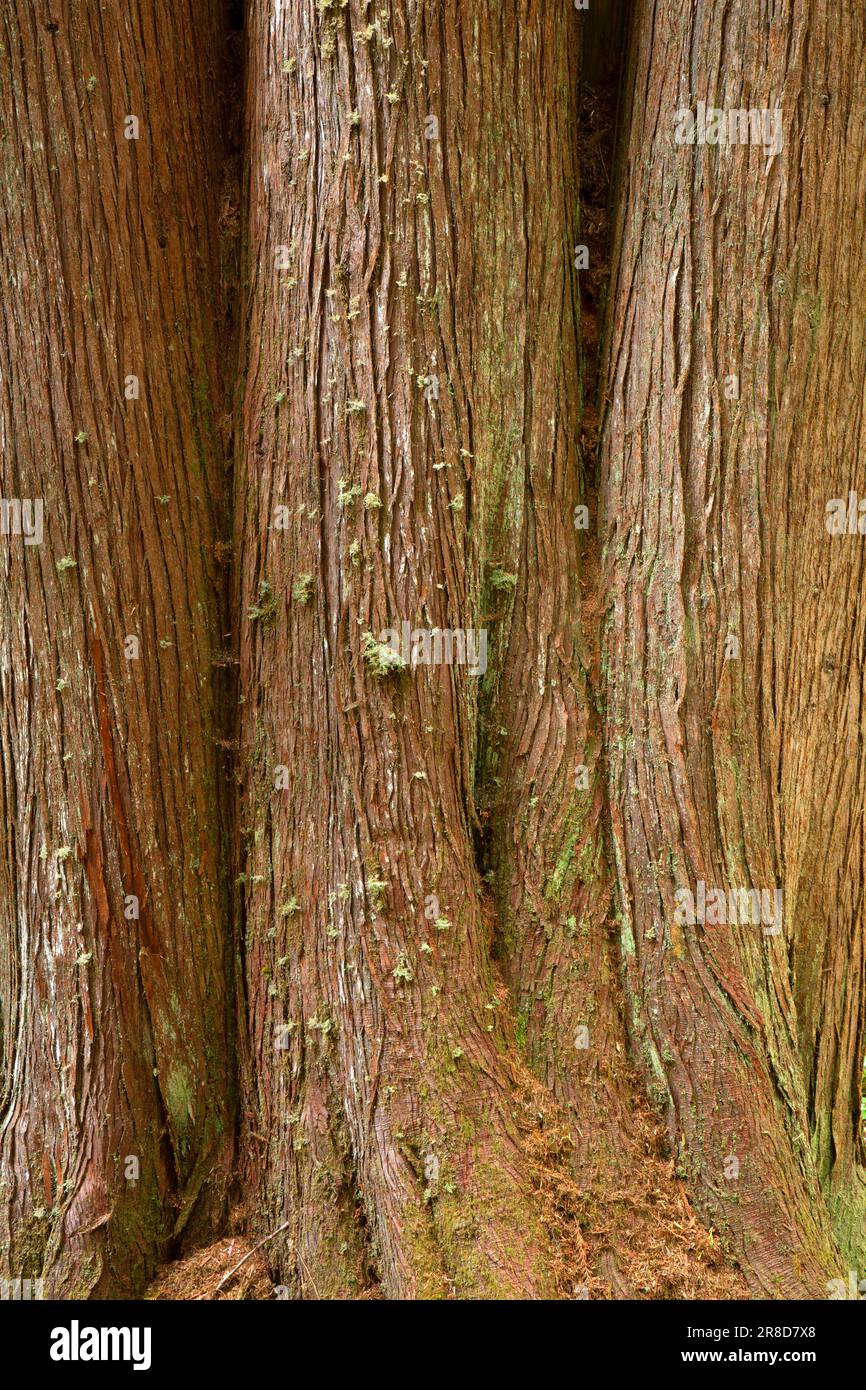 Western red cedar (Thuja plicata) bark along Lost Creek Nature Trail ...