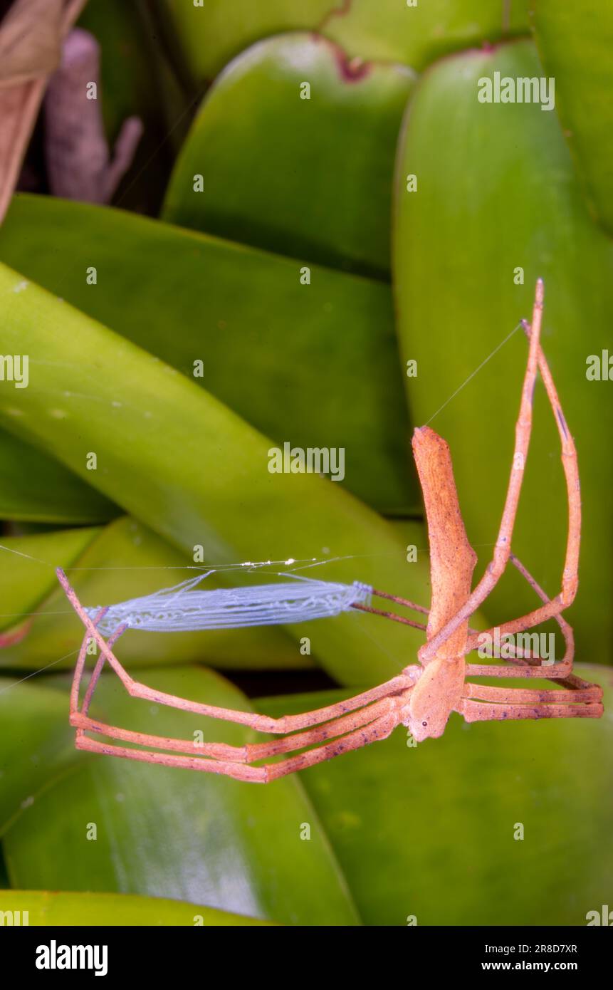 Rufous Net-Casting Spider, Deinopsis subrufa Stock Photo - Alamy