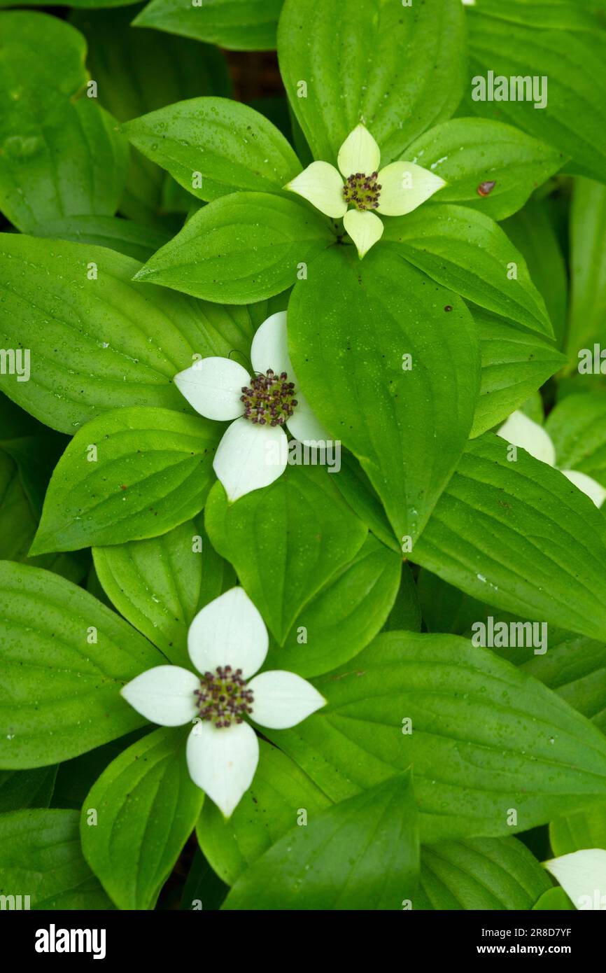 Bunchberry (Cornus canadensis) along Lost Creek Nature Trail, Mt Hood ...