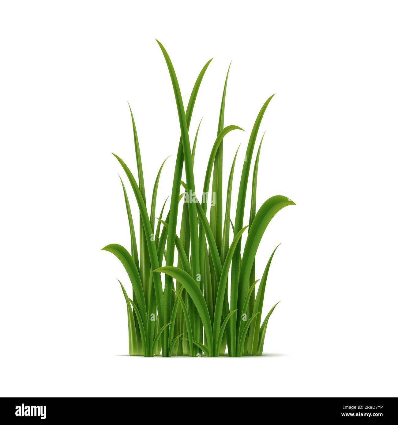 Realistic green grass cluster, isolated vector perennial plant with ...