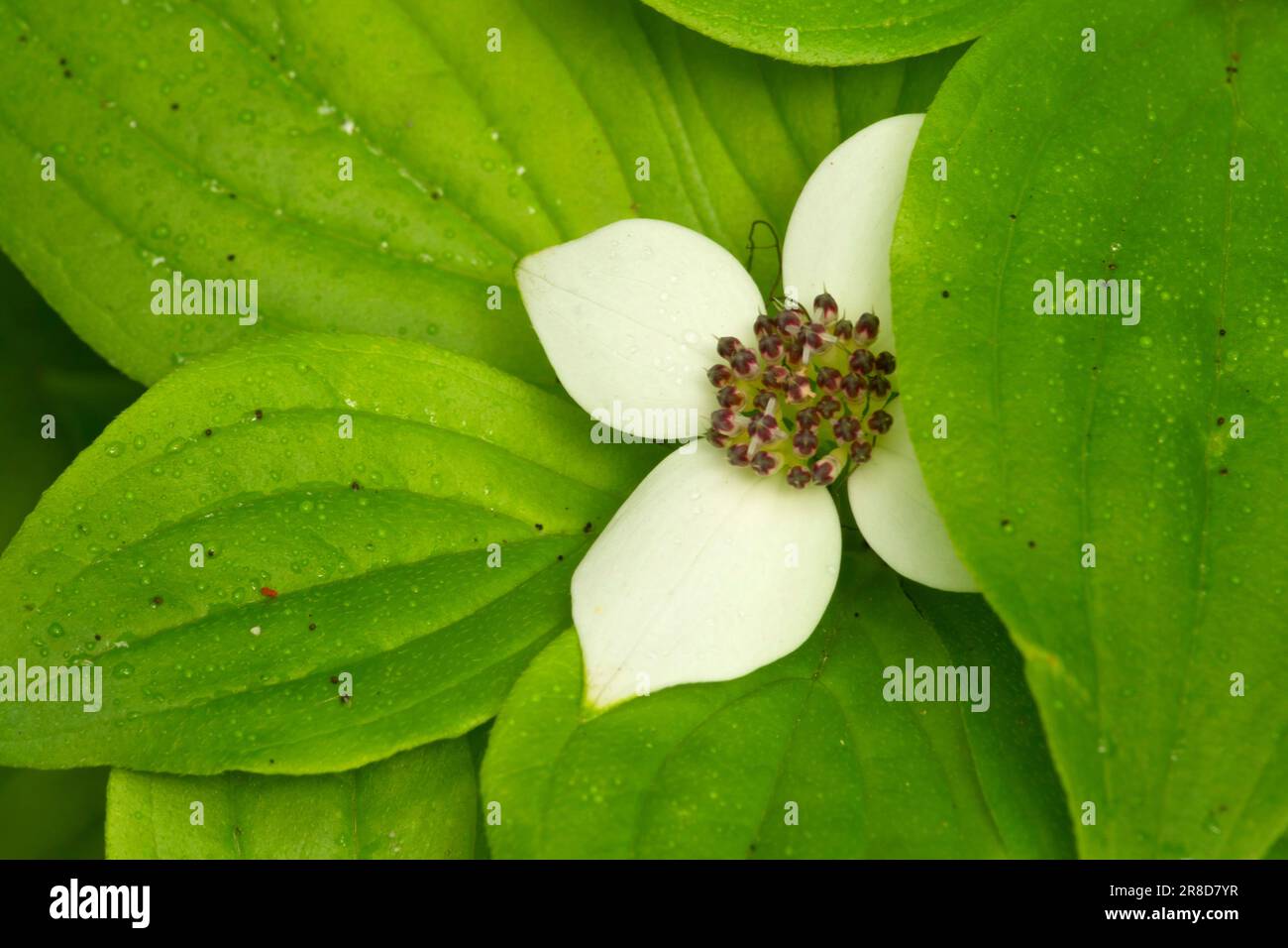 Bunchberry (Cornus canadensis) along Lost Creek Nature Trail, Mt Hood ...