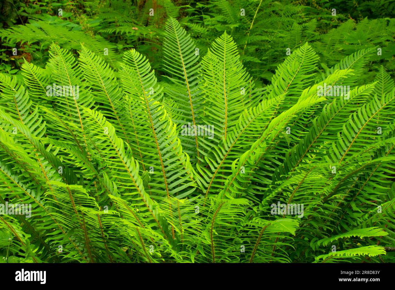 Western sword fern (Polystichum munitum) along Wetlands Loop, Wildwood ...