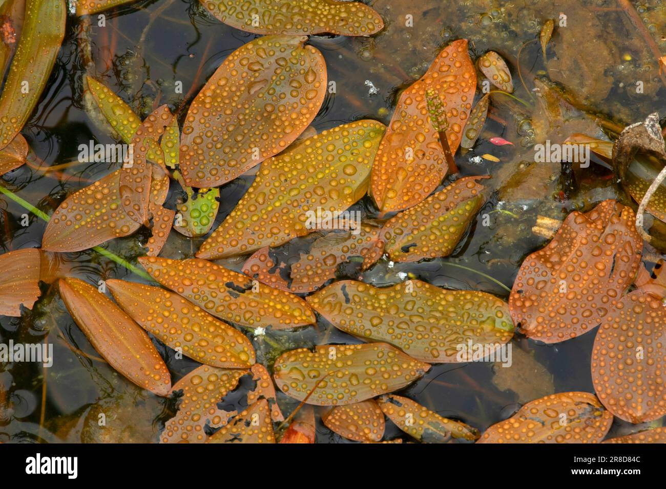 Floating-leaved Pondweed (Potamogeton natans) along Wetlands Loop ...
