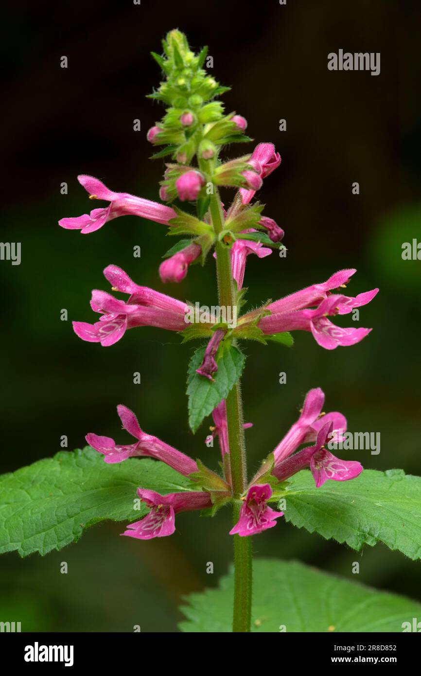 Coastal hedgenettle hi-res stock photography and images - Alamy