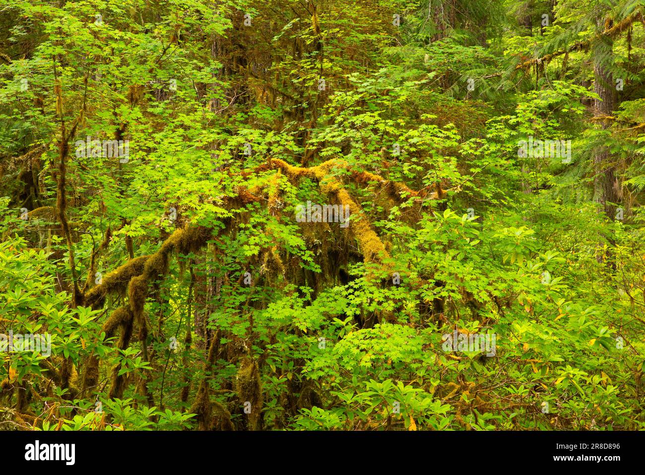 Vine maple (Acer circinatum), Collawash Wild and Scenic River, Mt Hood ...