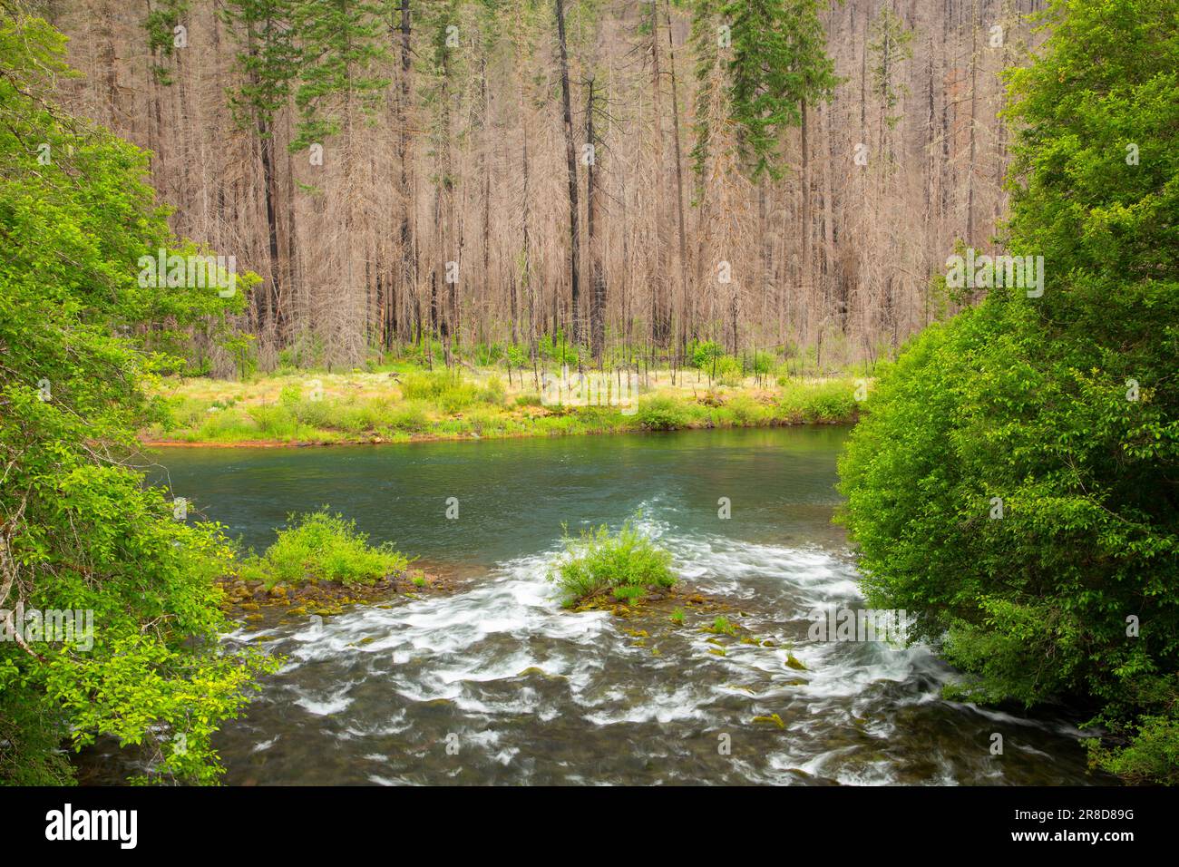 Confluence of Collawash Wild and Scenic River and Clackamas Wild and ...