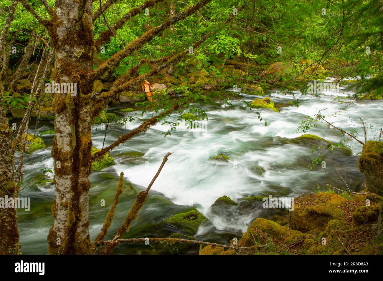 Clackamas Wild and Scenic River, Mt Hood National Forest, Oregon Stock ...