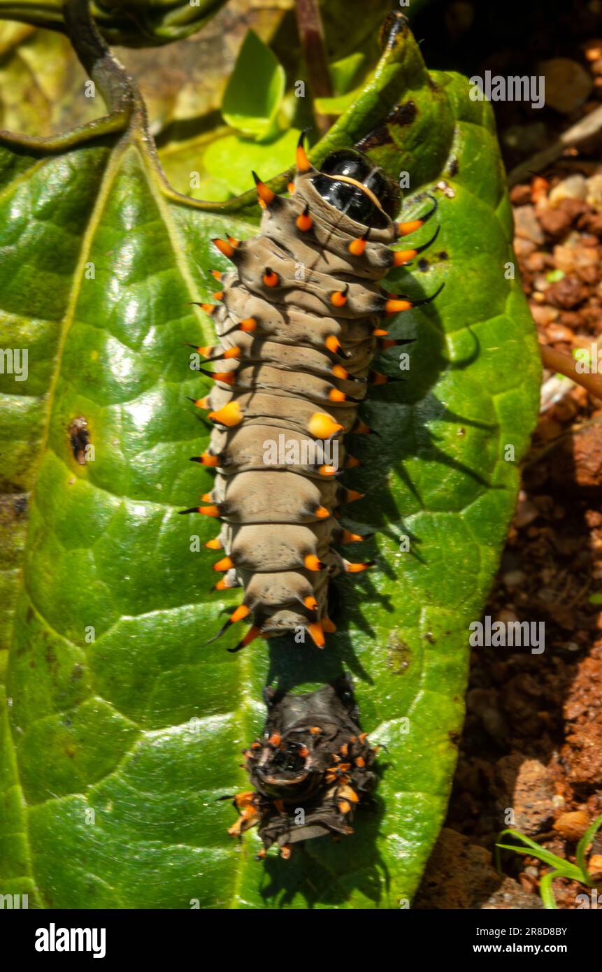 Cairns Birdwing Butterfly, Ornithoptera euphorion, caterpillar, with ...