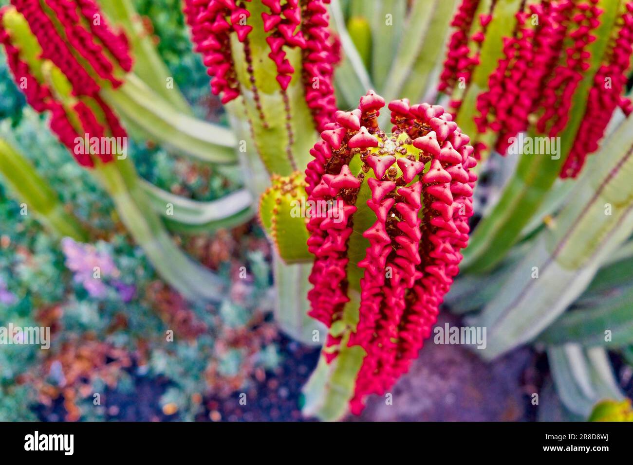 Euphorbia canarensis spurge succulent euphorbia plant typical endemic ...