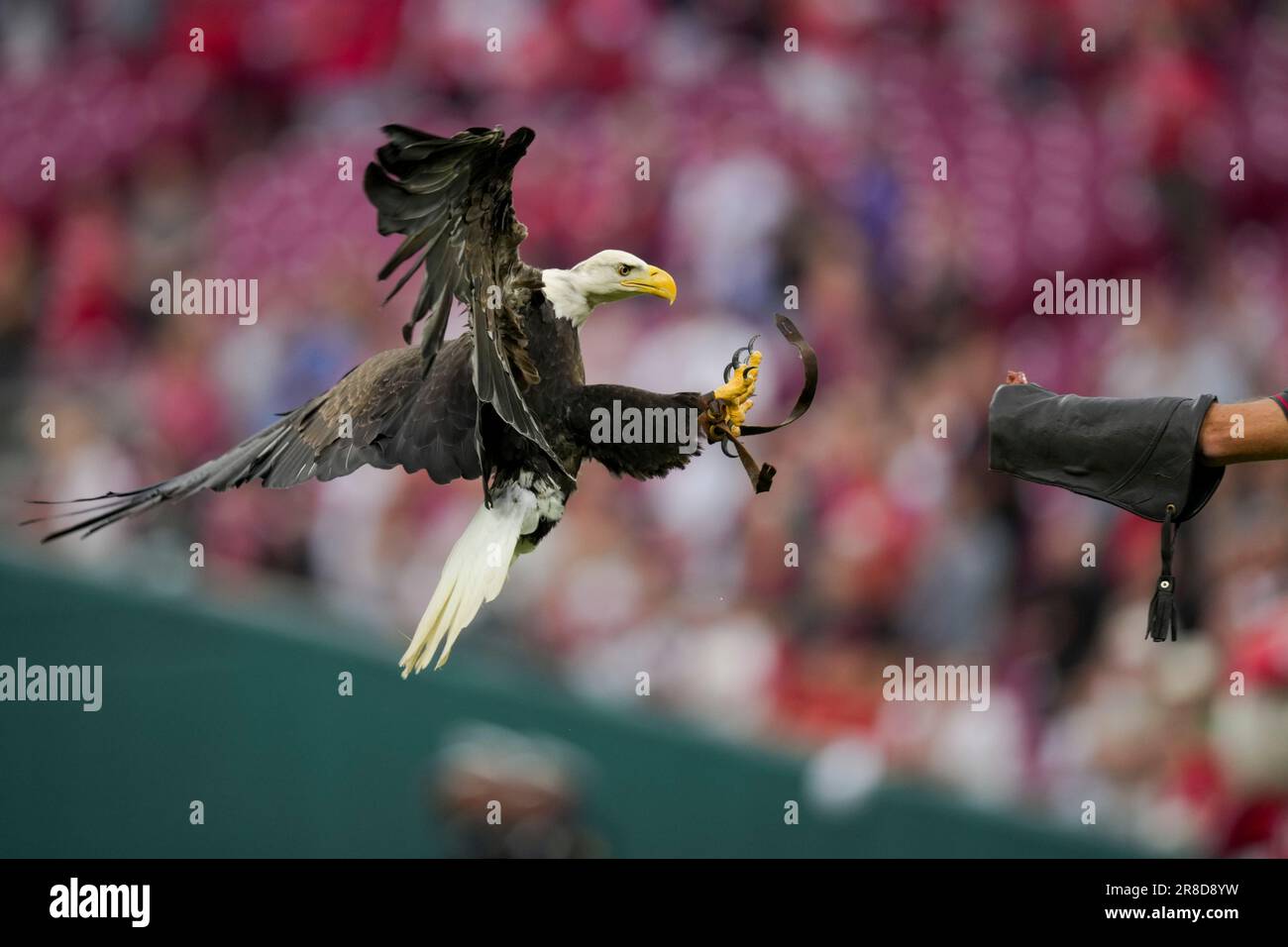 A Cincinnati Zoo handler receives Sam the bald eagle on the field ...