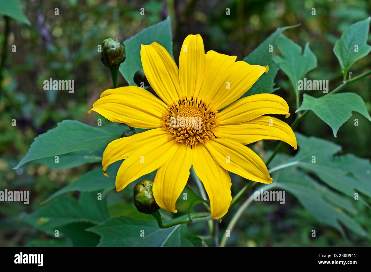 Mexican sunflower or tree marigold (Tithonia diversifolia) on garden ...