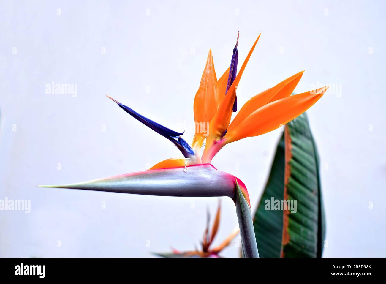 a strelitzia bird of paradise flower plant in a garden Stock Photo - Alamy