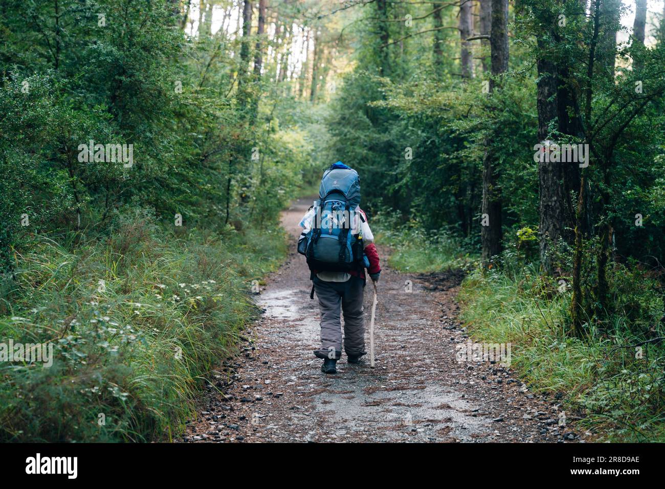 High quality forest pictures hi-res stock photography and images - Alamy
