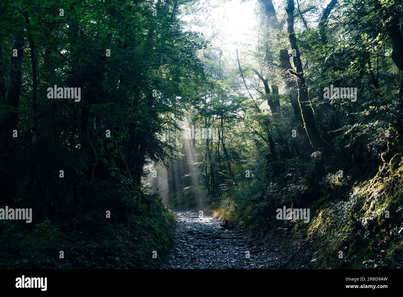 High quality forest pictures hi-res stock photography and images - Alamy