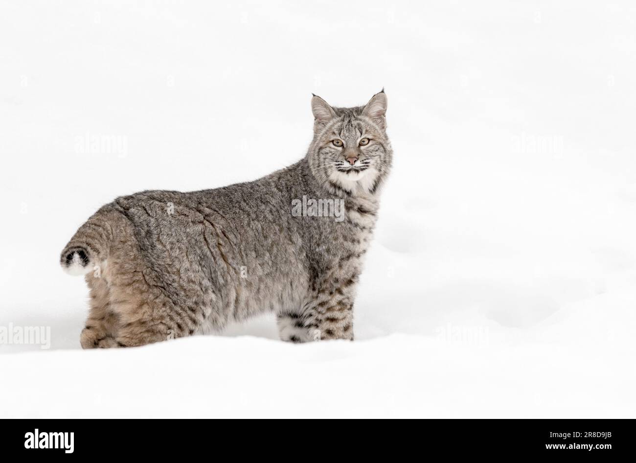 Bobcat wildlife Cut Out Stock Images & Pictures - Alamy