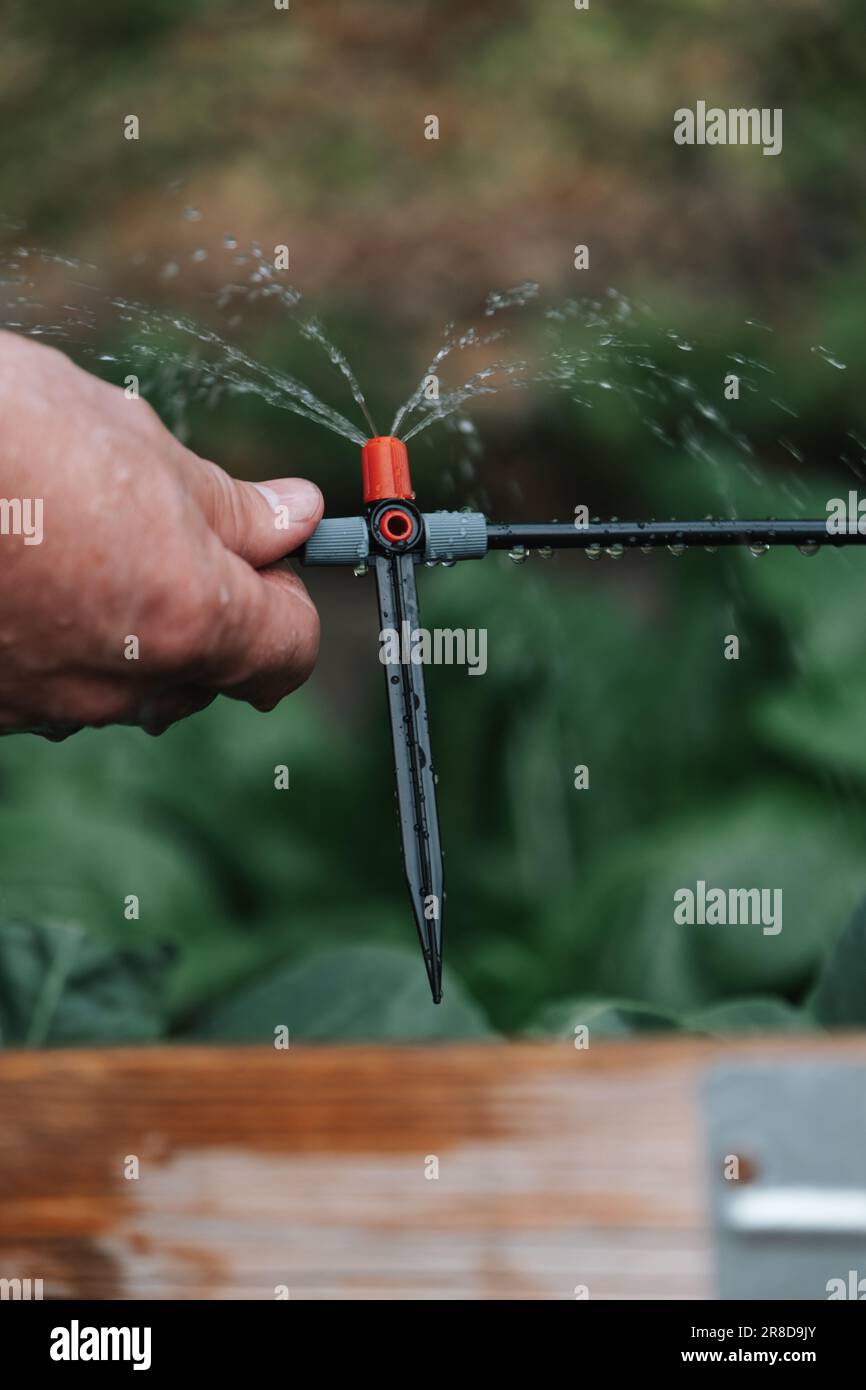 Irrigation equipment. Drip irrigation. Drip hose and sprinkler in hands ...