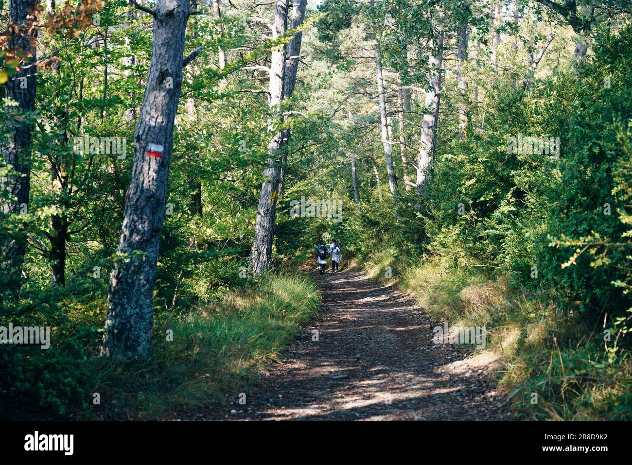 High quality forest pictures hi-res stock photography and images - Alamy